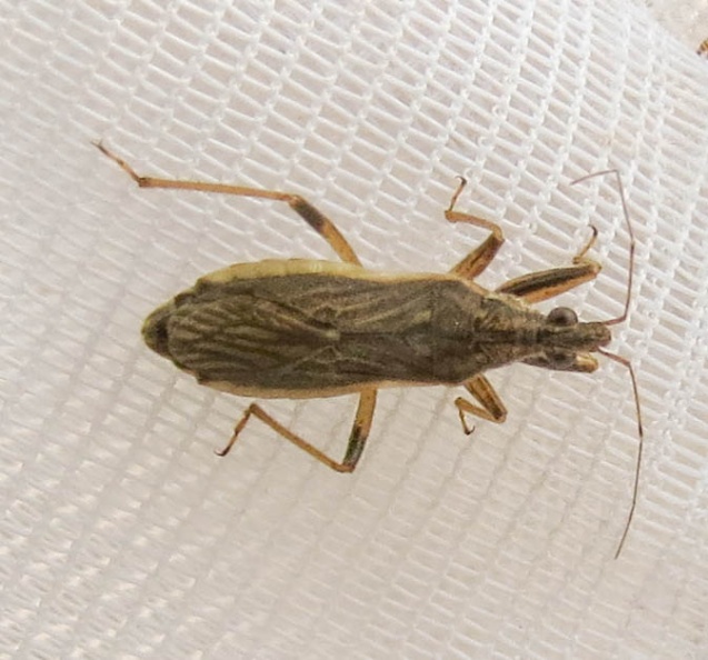 Nabidae Himacerus Major Oogsikkelwants Himacerus Boops